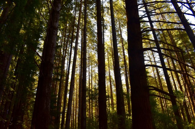 Books – Stephanie McCarter